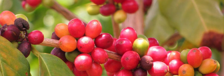 Le café : origine et récolte dans le monde